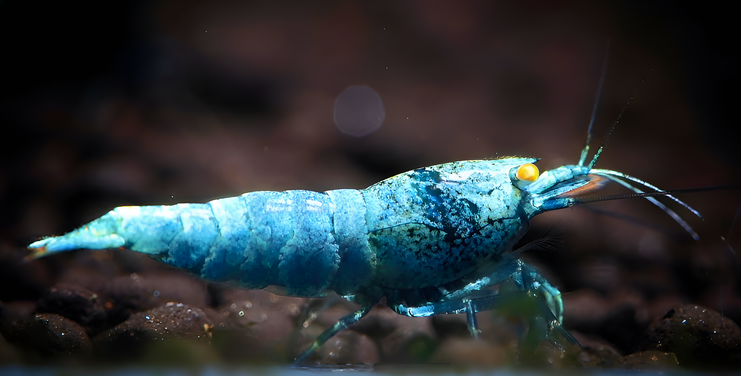 The Marketplace for Certified, Award Winning Shrimp – Rare Shrimp