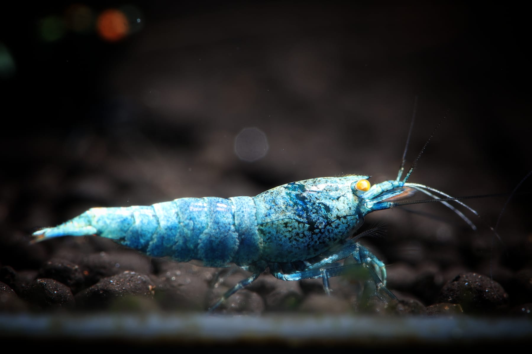 The Marketplace for Certified, Award Winning Shrimp – Rare Shrimp