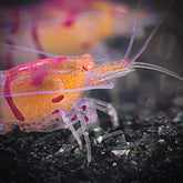 The Marketplace for Certified, Award Winning Shrimp – Rare Shrimp