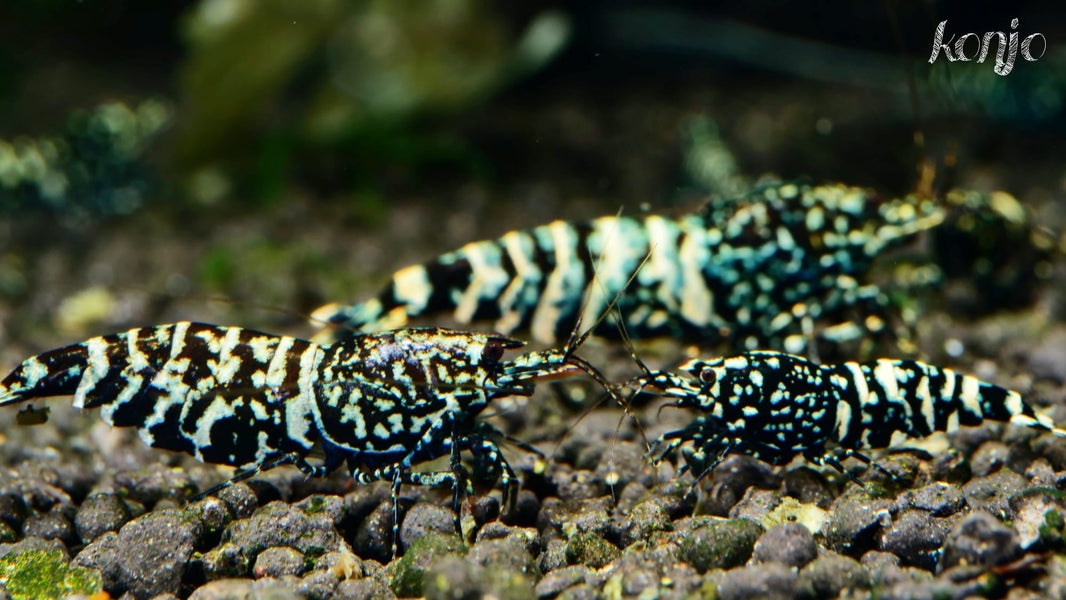 The Marketplace for Certified, Award Winning Shrimp – Rare Shrimp