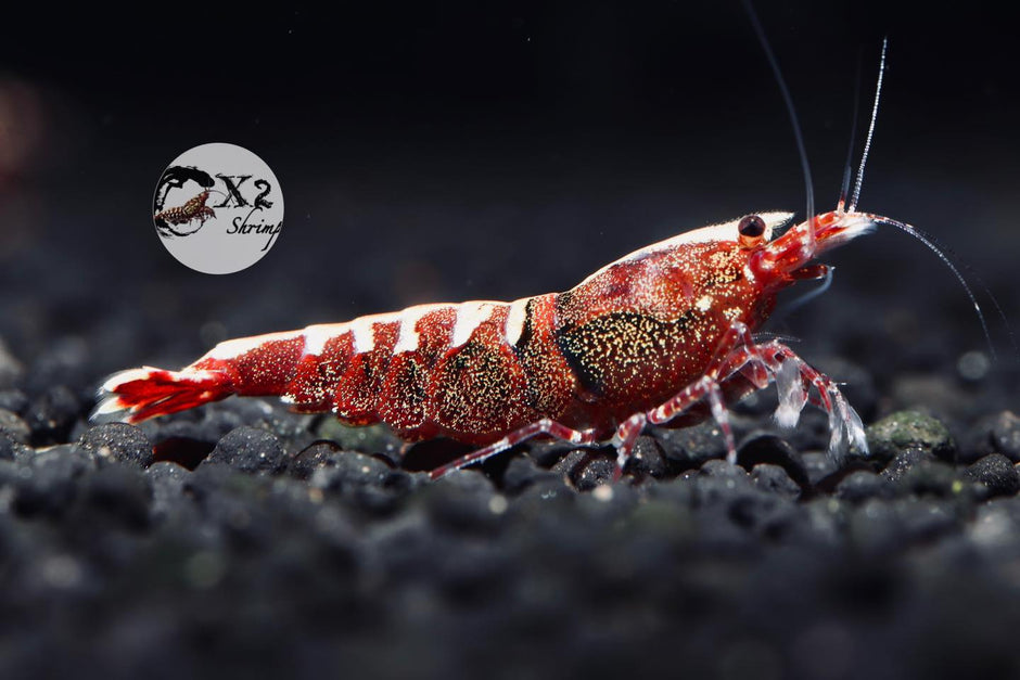 The Marketplace for Certified, Award Winning Shrimp – Rare Shrimp