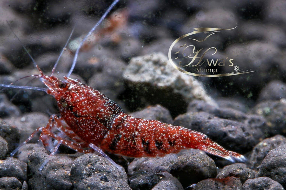 The Marketplace for Certified, Award Winning Shrimp – Rare Shrimp