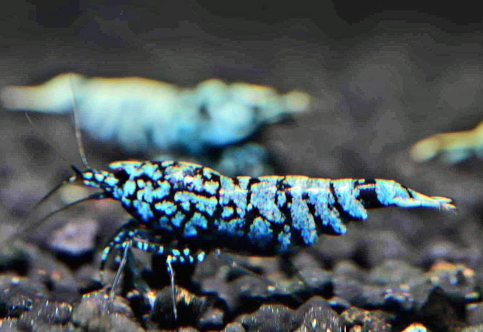 The Marketplace for Certified, Award Winning Shrimp – Rare Shrimp