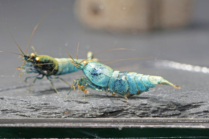 The Marketplace for Certified, Award Winning Shrimp – Rare Shrimp