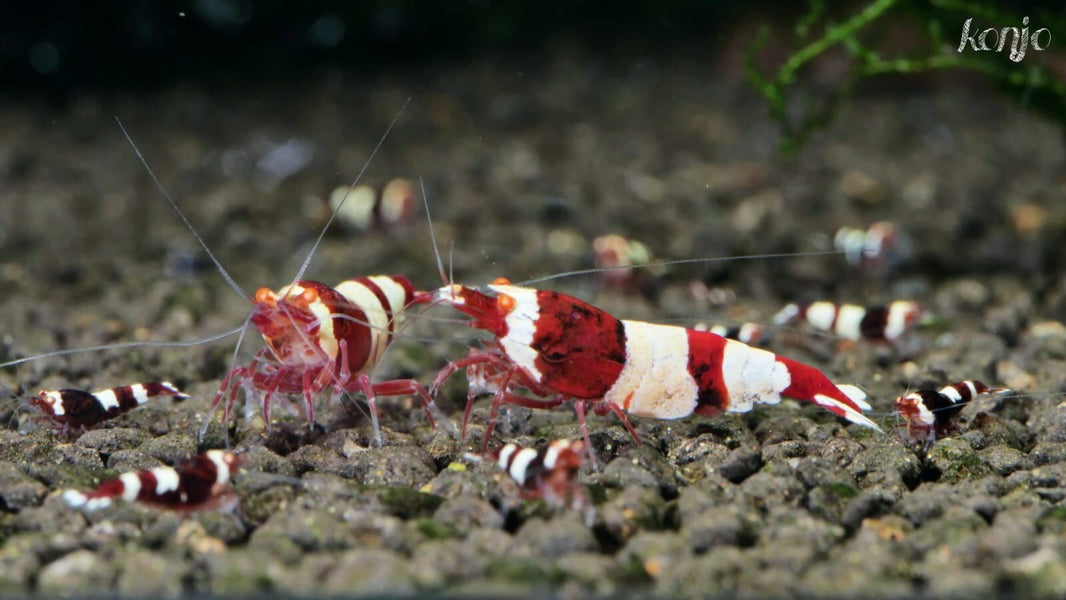 The Marketplace for Certified, Award Winning Shrimp – Rare Shrimp