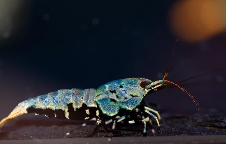 The Marketplace for Certified, Award Winning Shrimp – Rare Shrimp