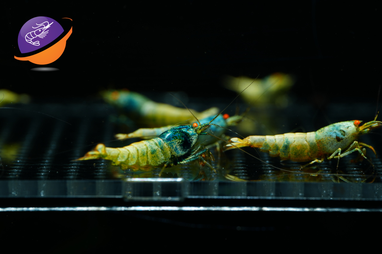 The Marketplace for Certified, Award Winning Shrimp – Rare Shrimp