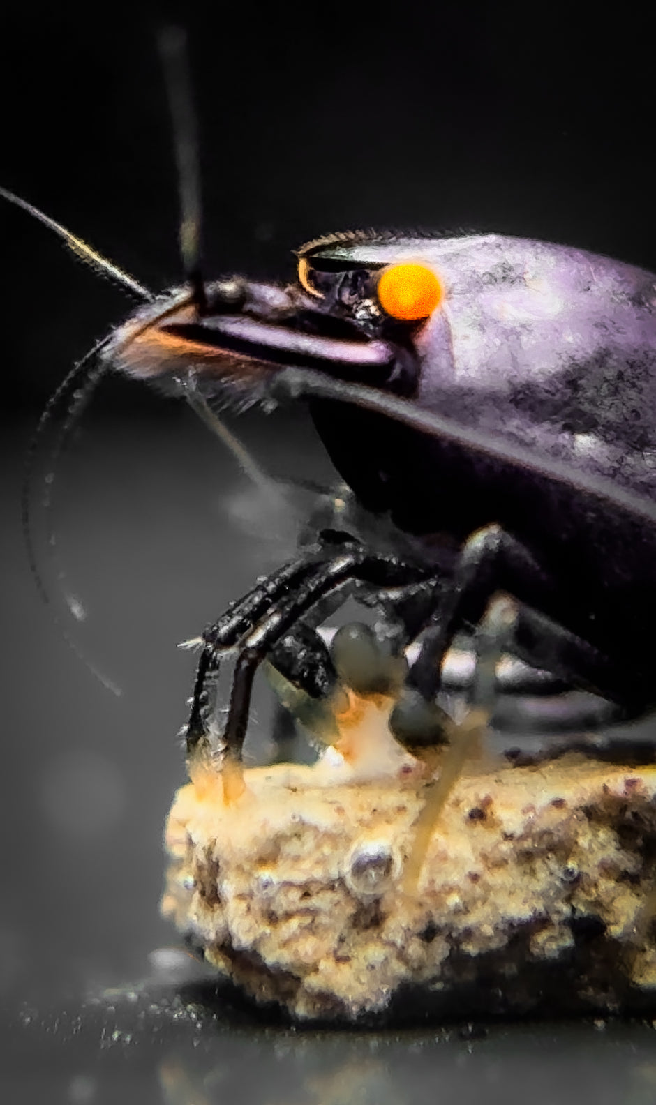 The Marketplace for Certified, Award Winning Shrimp – Rare Shrimp