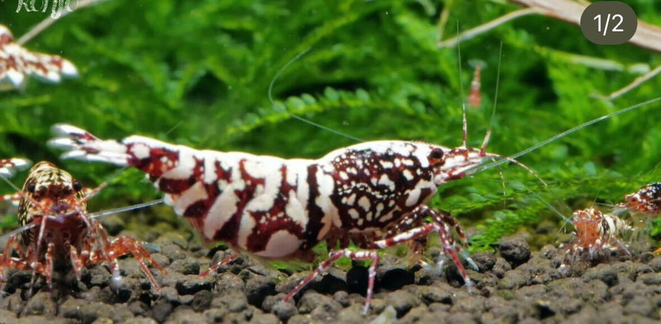 The Marketplace for Certified, Award Winning Shrimp – Rare Shrimp