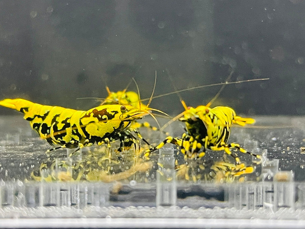 The Marketplace for Certified, Award Winning Shrimp – Rare Shrimp