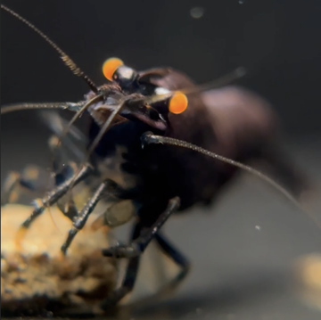 The Marketplace for Certified, Award Winning Shrimp – Rare Shrimp