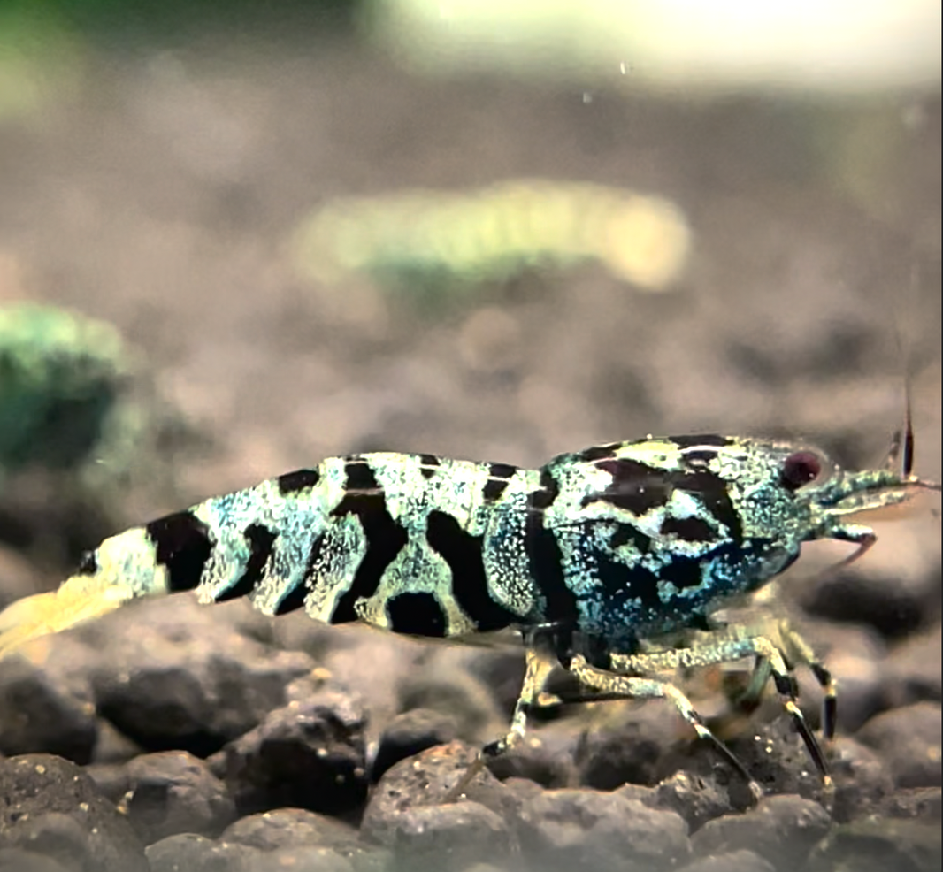 The Marketplace for Certified, Award Winning Shrimp – Rare Shrimp