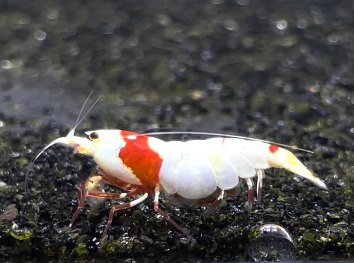 The Marketplace for Certified, Award Winning Shrimp – Rare Shrimp