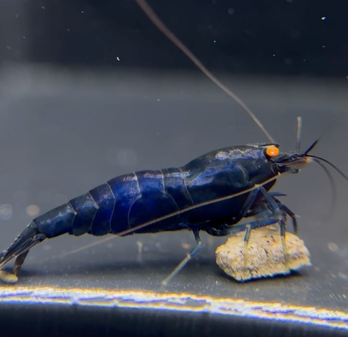 PRESALE - Orange Eye Blue Devil – Rare Shrimp