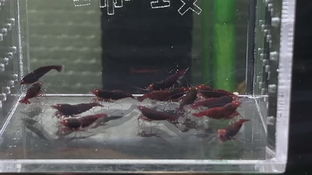 The Marketplace for Certified, Award Winning Shrimp – Rare Shrimp