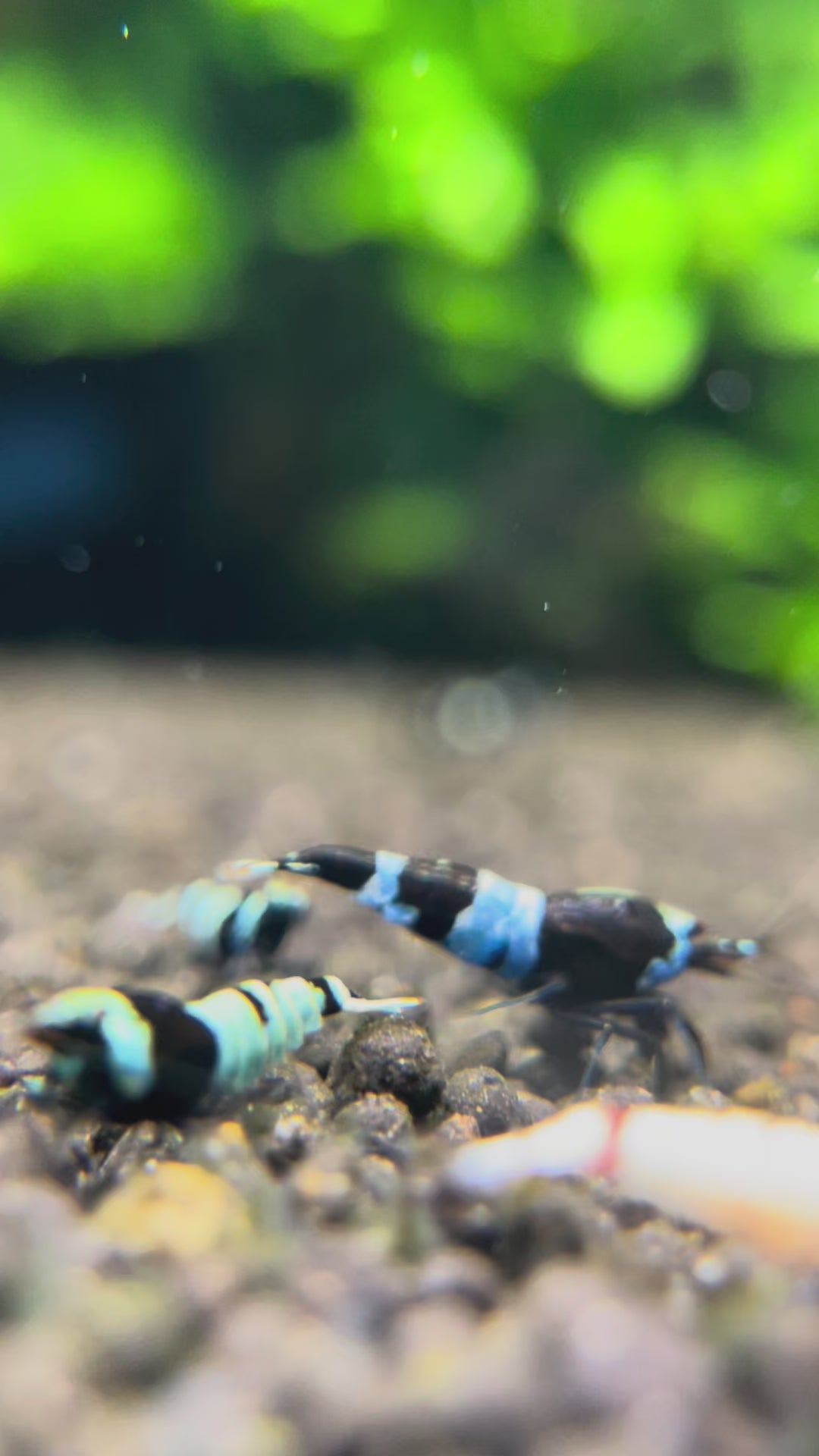 BUY IT NOW - Shadow Panda – Rare Shrimp