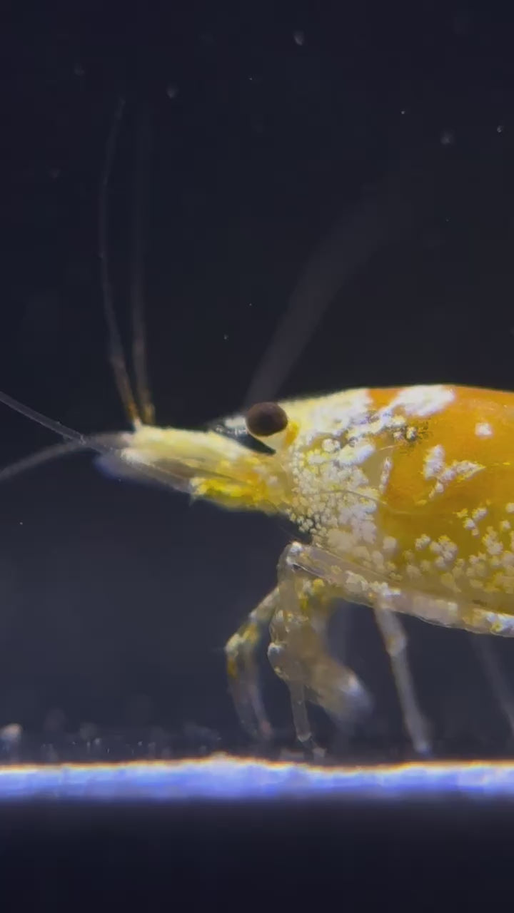 The Marketplace for Certified, Award Winning Shrimp – Rare Shrimp