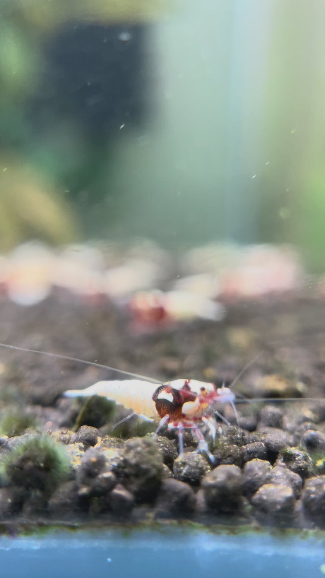 BUY IT NOW - Red Pinto – Rare Shrimp