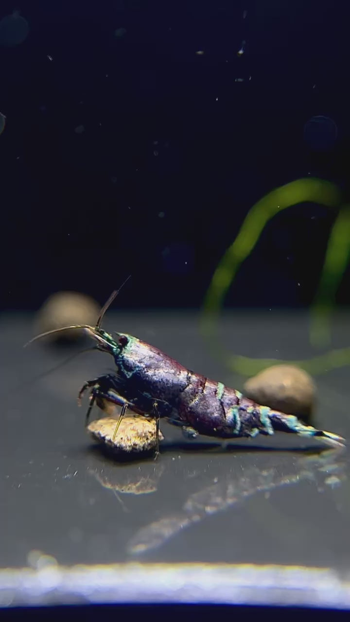 BUY IT NOW - Purple Metallic – Rare Shrimp