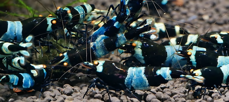 The Marketplace for Certified, Award Winning Shrimp – Rare Shrimp